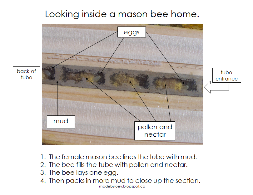 madebyjoey: Mason bees at Playful Learning! madebyjoey: Mason bees at Playful Learning!